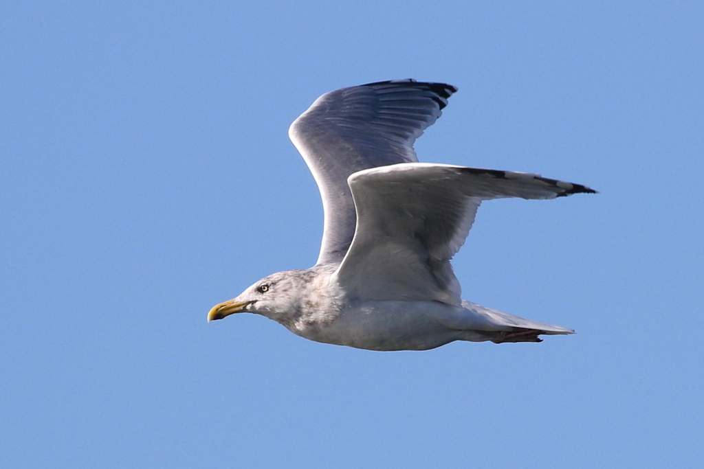 Herring Gull from Calvert County, MD, USA on November 5, 2024 at 10:25 ...