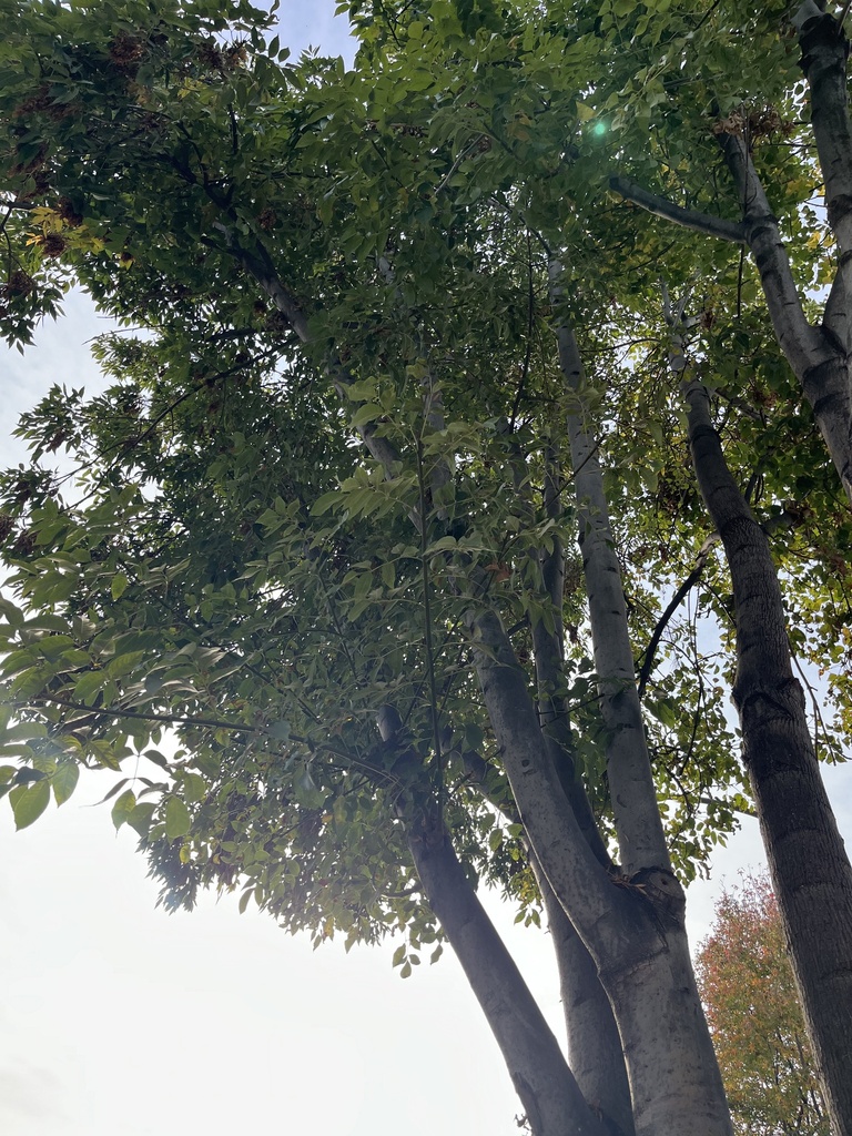 Shamel Ash from E Lemon Ave, Monrovia, CA, US on November 5, 2024 at 03 ...