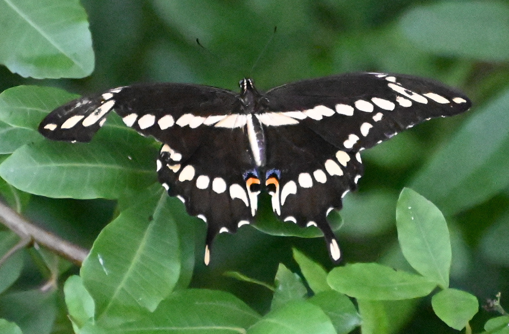 Eastern Giant Swallowtail from East Fort Lauderdale, Fort Lauderdale ...