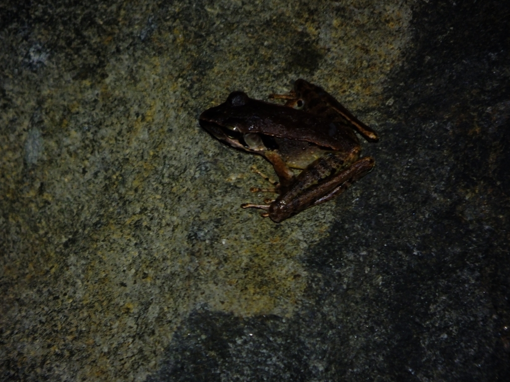 Javan Torrent Frog from Pasirtamiang on November 4, 2024 at 07:59 PM by ...