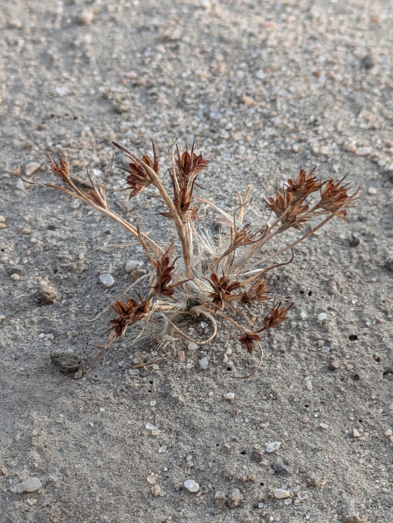 dwarf rush from Manteca, CA 95337, USA on November 5, 2024 at 03:30 PM ...