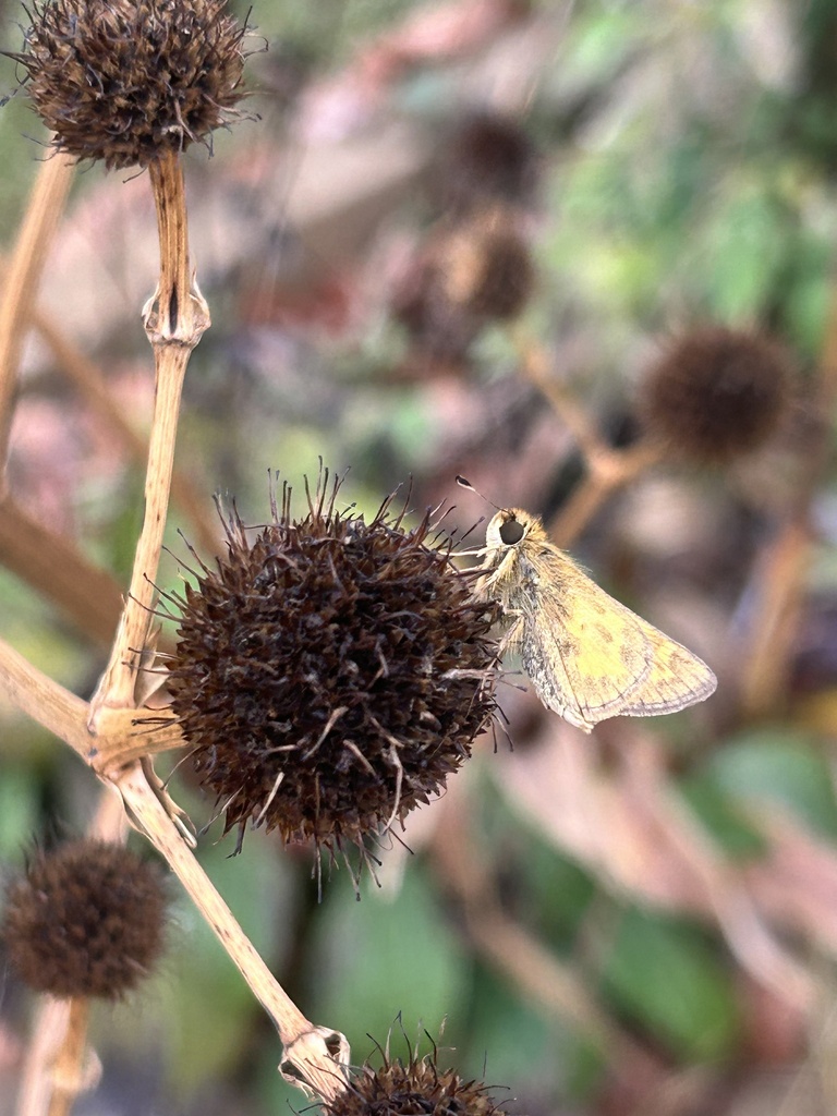 Huron Sachem in November 2024 by Chelsea Cozad · iNaturalist