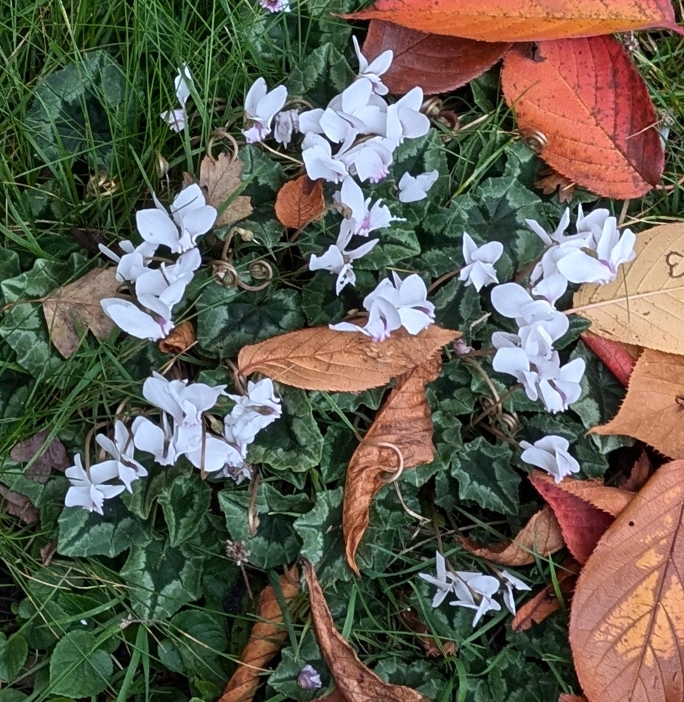 Ivy-leaved cyclamen from Hogg's Pond, Dringhouses, York YO24 2TN, UK on ...