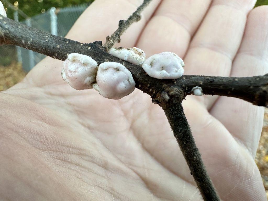 Indian Wax Scale from Holland Ave, Ardmore, PA, US on November 5, 2024 ...