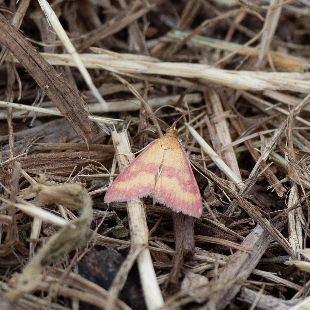 Southern Purple Mint Moth from Williamson Creek Greenbelt (Emerald Wood ...