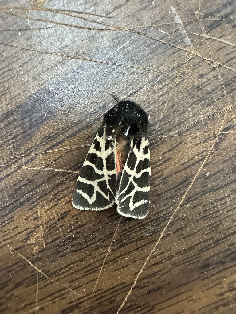 Nevada Tiger Moth from Janell Ln, Burbank, WA, US on November 3, 2024 ...