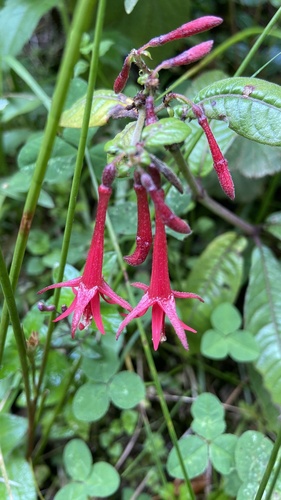 Fuchsia sylvatica · NaturaLista Colombia