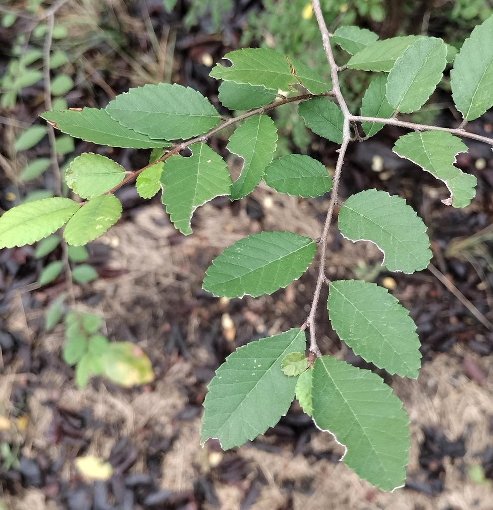 Chinese elm from Burleson, TX, USA on November 5, 2024 at 08:50 AM by ...