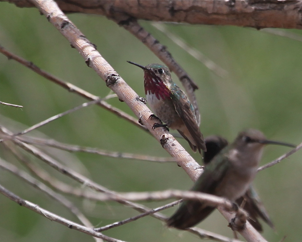 Calliope Hummingbird from Bosque del Apache NWR on July 18, 2013 by ...