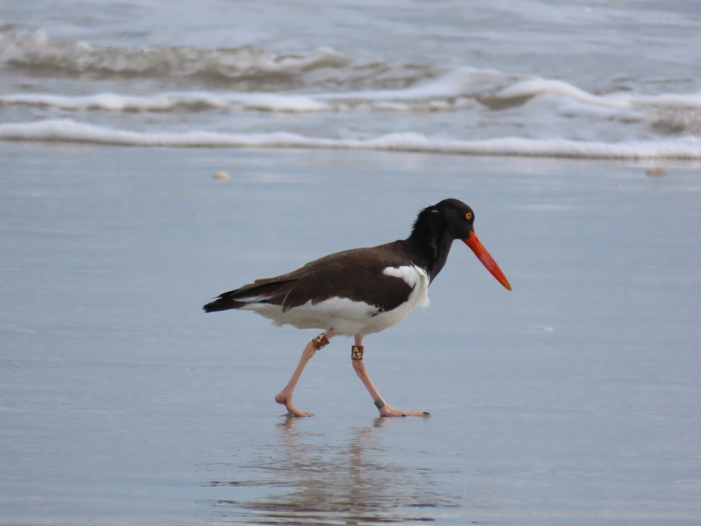 American Oystercatcher from Padre Balli Park, 15820 Park Rd 22, Corpus ...