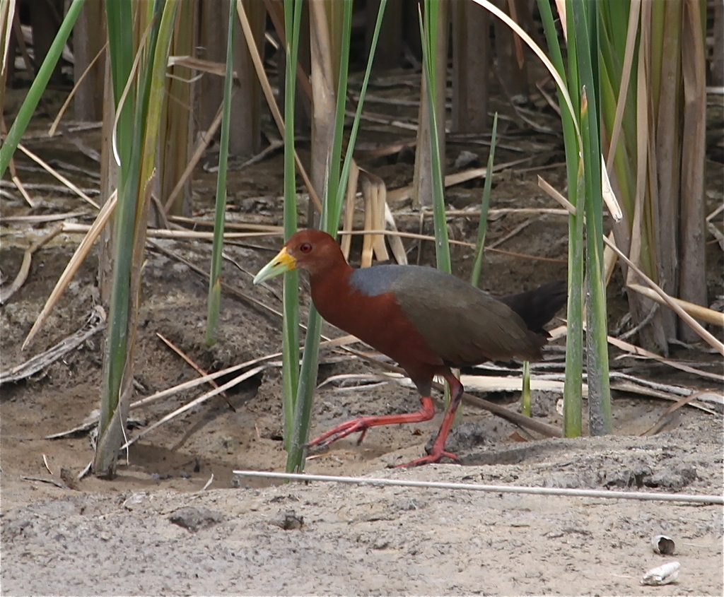 Rufous-necked Wood-Rail from Bosque del Apache NWR on July 18, 2013 by ...
