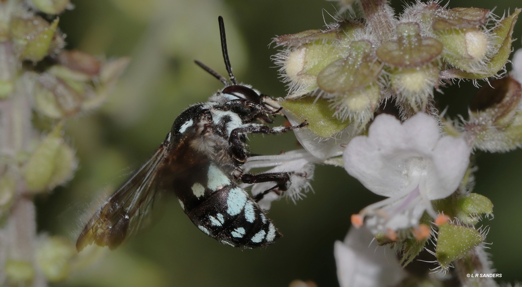 Blue-spotted Cloak-and-dagger Bee from Emerald QLD, Australia on ...