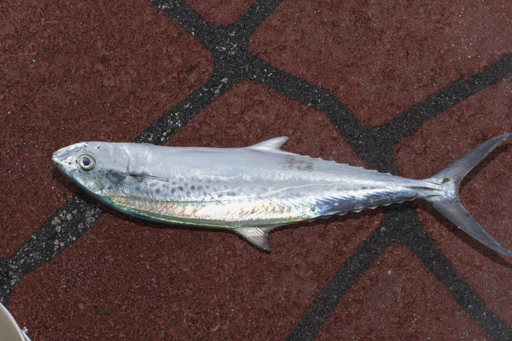 Indo Pacific King Mackerel Mackerel | Nutritional Benefits, Habitat