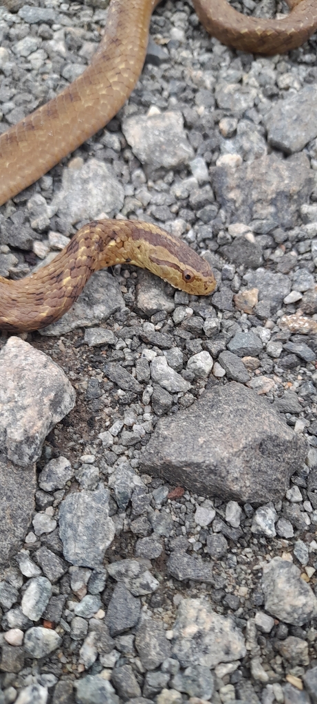 Pampas Snake from Itaiacoca, Ponta Grossa - PR, Brasil on November 6 ...