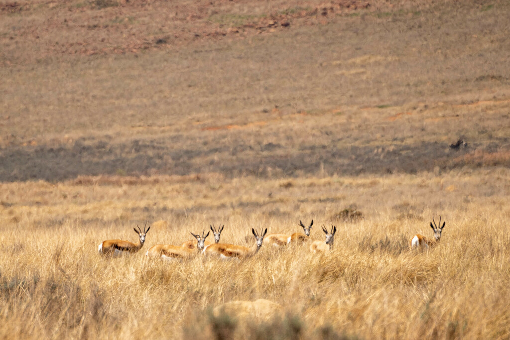 Springbok from City of Tshwane Metropolitan Municipality, South Africa ...