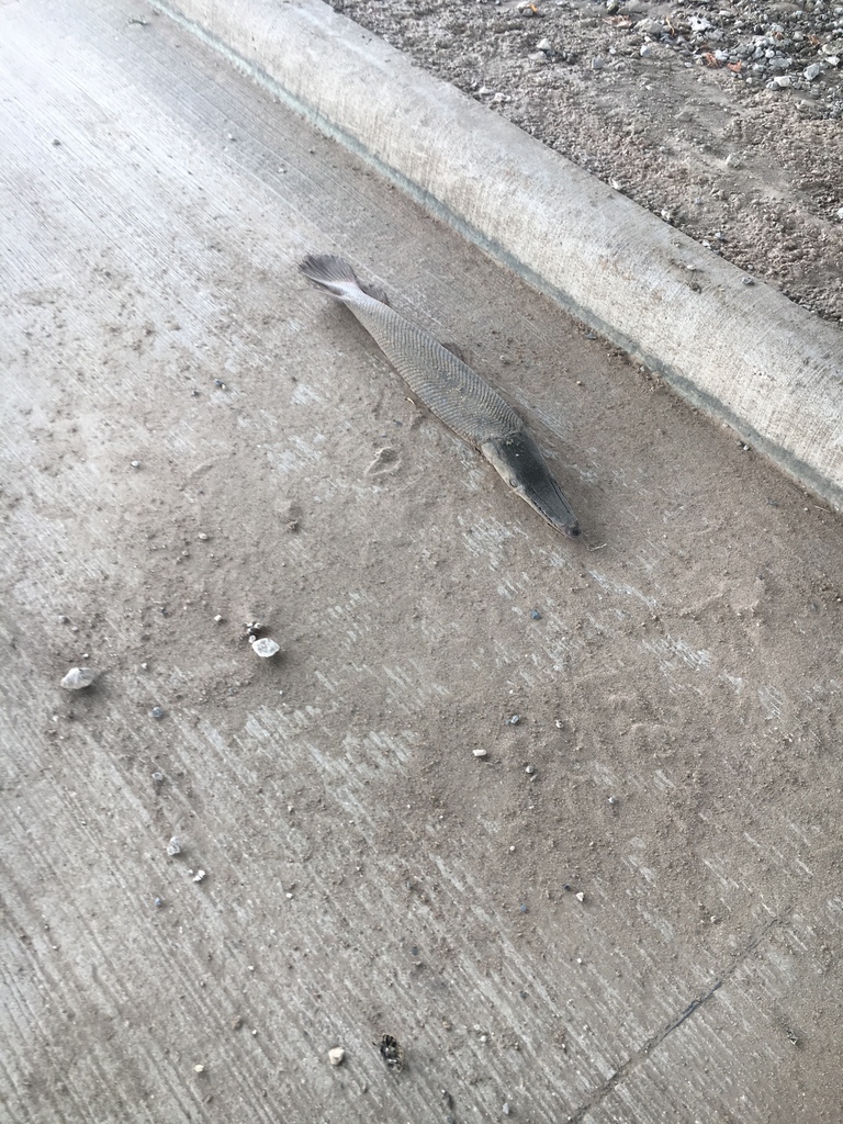 Alligator Gar from McInnish Park, Dallas, TX, US on July 13, 2019 at 11 ...