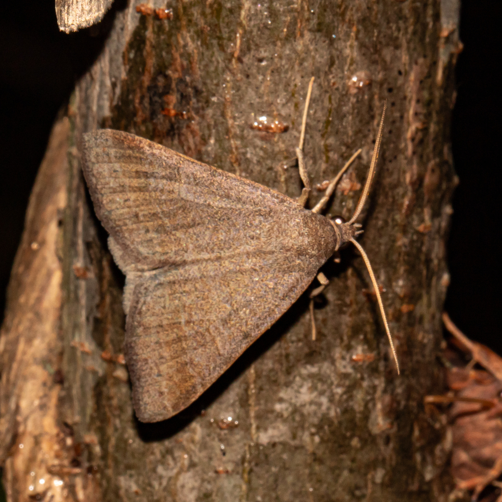 Vetch Looper Moth from Anne Arundel County, MD, USA on October 12, 2024 ...