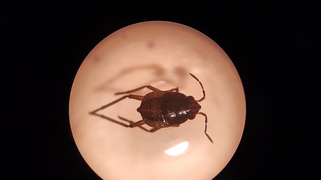 Microvelia americana from Mansfield, PA 16933, USA on November 6, 2024 ...