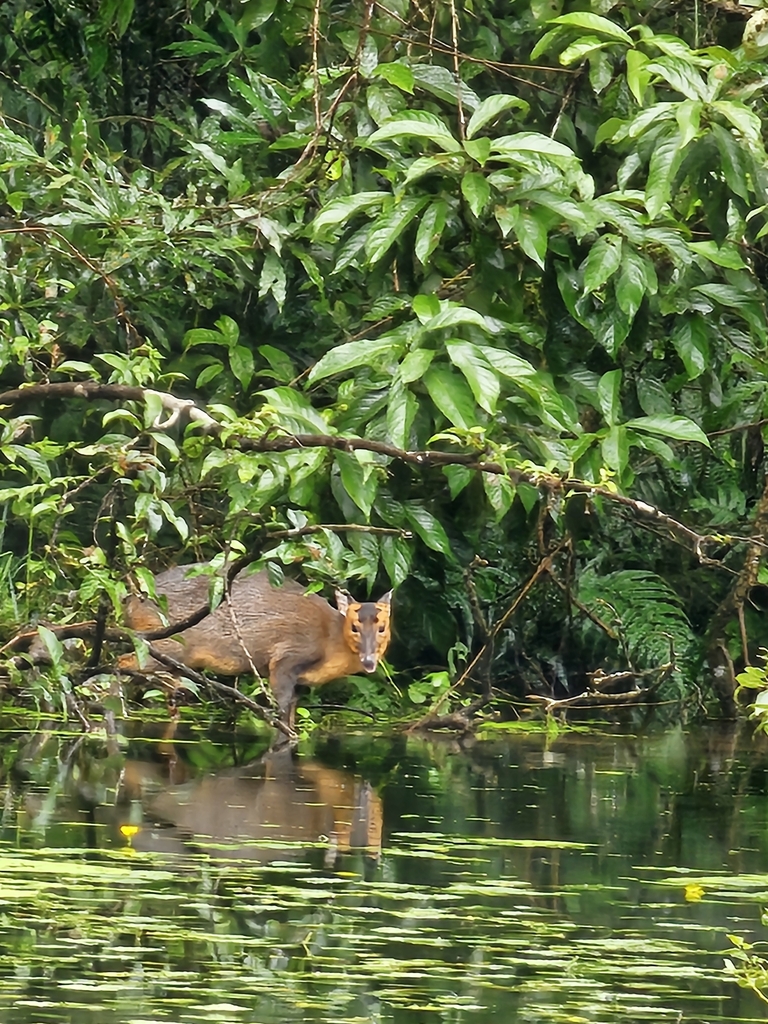 Taiwan Muntjac from 233台灣新北市烏來區福山池 on November 6, 2024 at 09:34 AM by ...