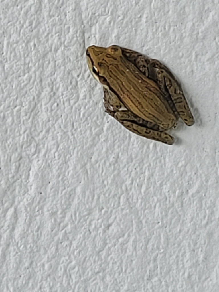 Maracaibo Basin Tree Frog from Bakhen, Penal, Trinidad and Tobago on ...