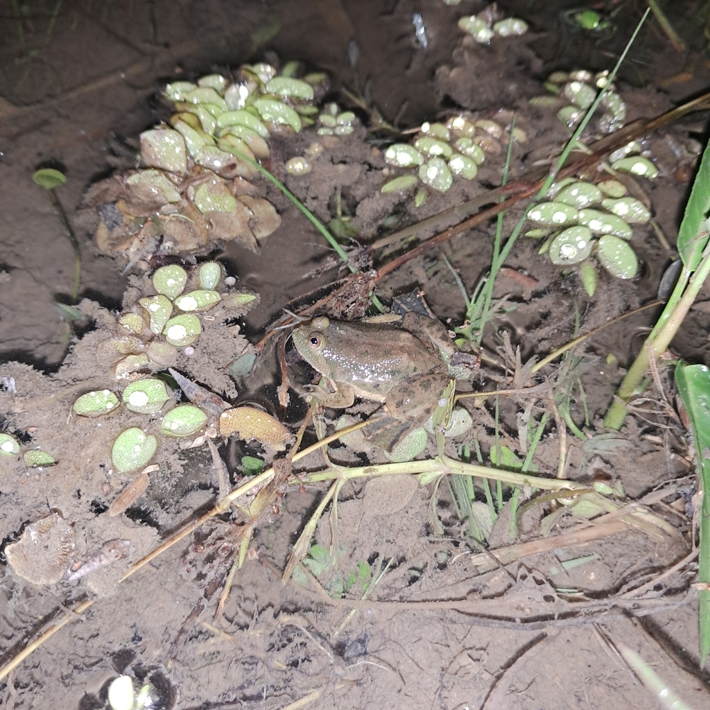 Green Puddle Frog from Cintaratu, Parigi, Pangandaran Regency, West ...