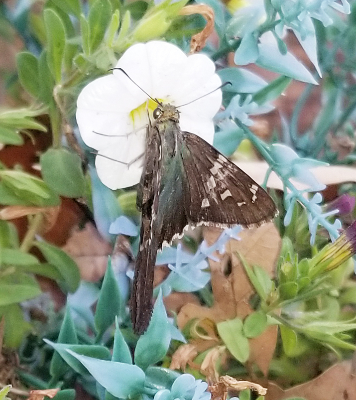 Long-tailed Skipper from Fentress County, TN, USA on November 6, 2024 ...
