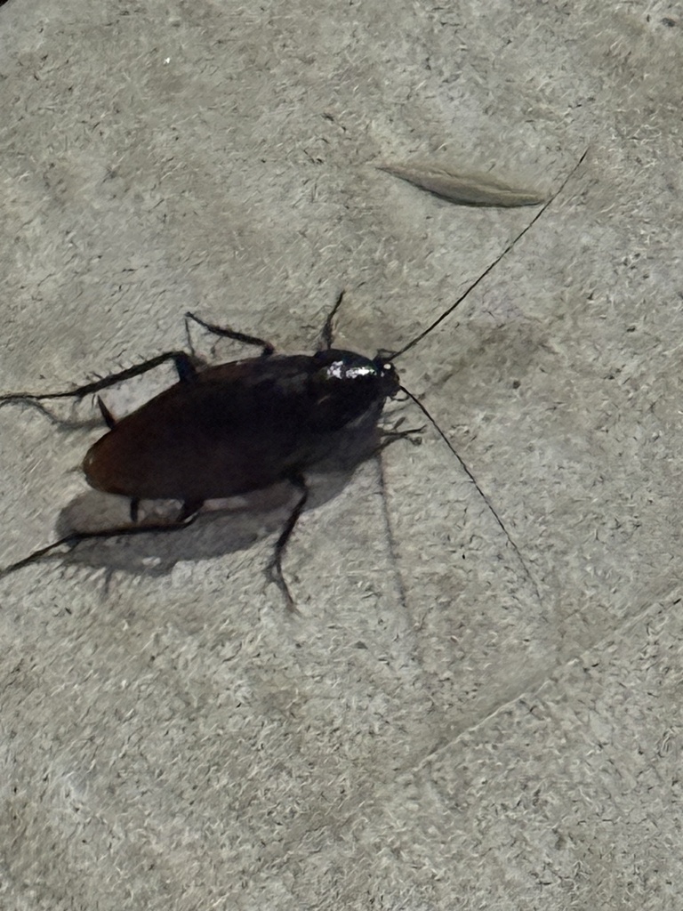 Smoky Brown Cockroach from The University of Alabama, Tuscaloosa, AL ...
