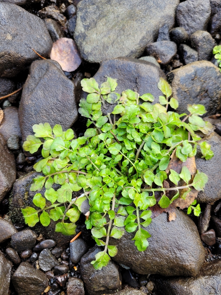 Bittercresses and Toothworts from Paroisse de Saint-Isidore, NB, Canada ...