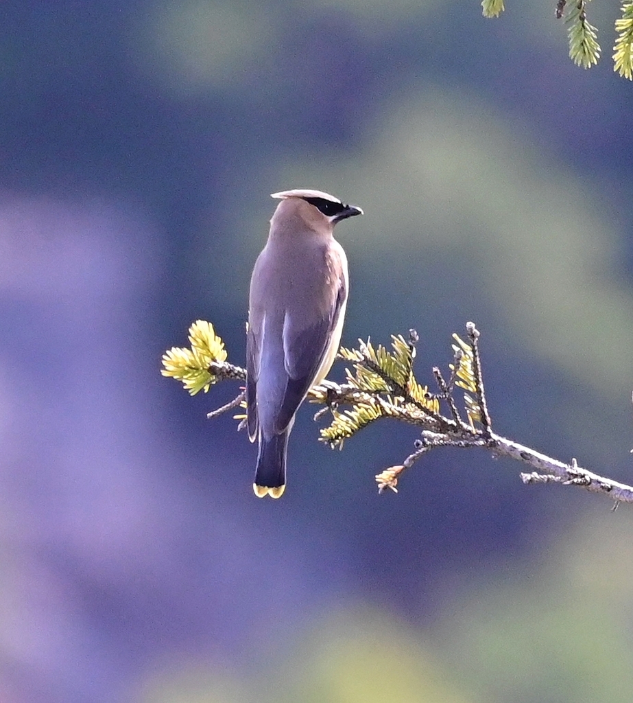 Cedar Waxwing from Bar Harbor, ME, USA on September 12, 2024 at 09:10 ...