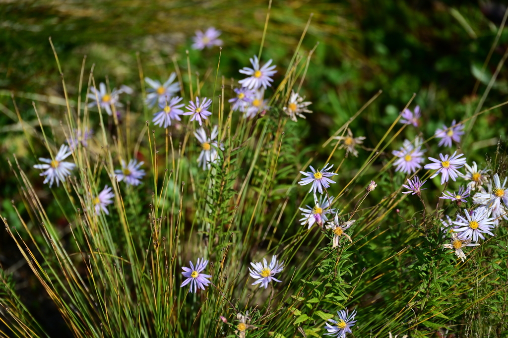 bog aster from Bar Harbor, ME, USA on September 12, 2024 at 08:34 AM by ...