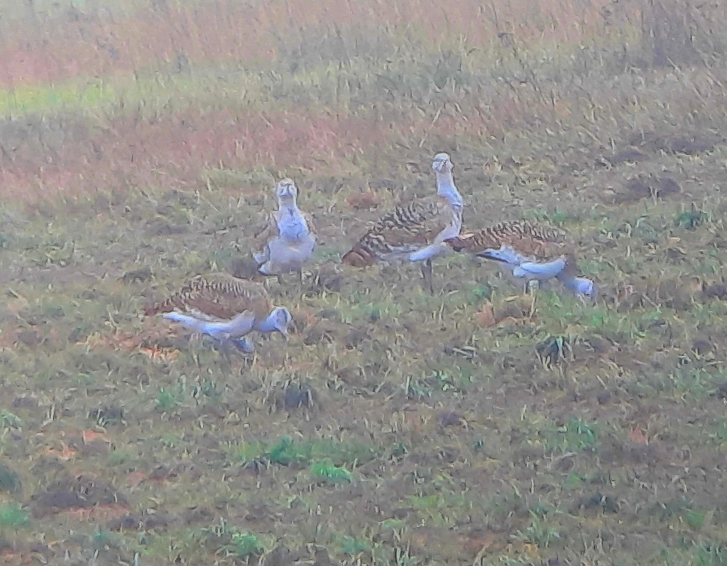Great Bustard in November 2024 by Dr. Michael P. Braun · iNaturalist