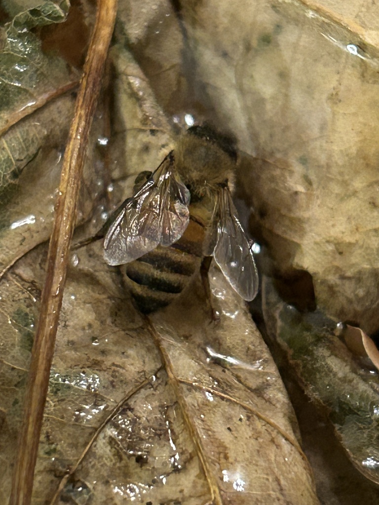 Western Honey Bee from Arbeitergasse, Fischamend, Niederösterreich, AT ...