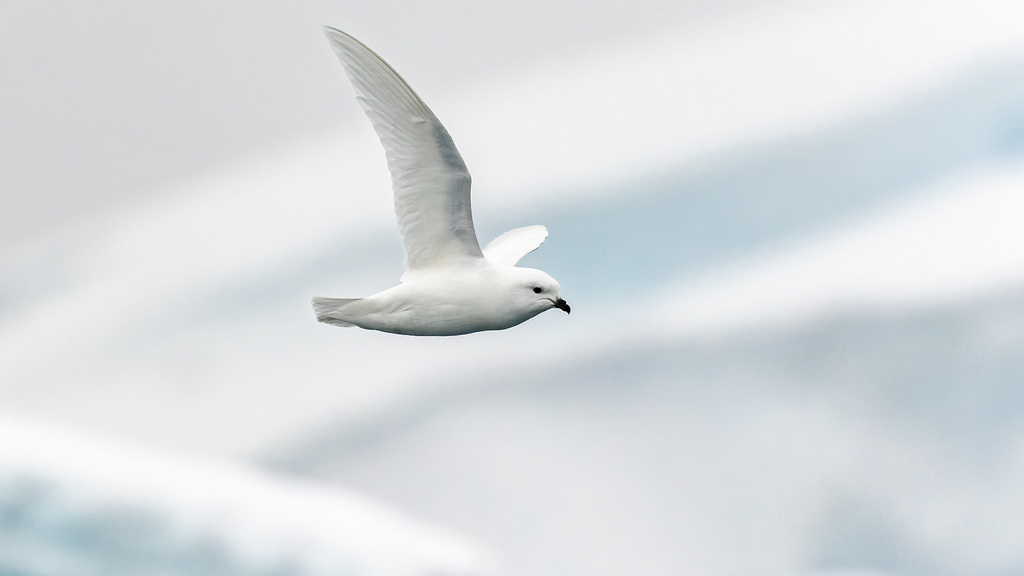 Snow Petrel · Schneesturmvogel · Pétrel des Neiges · 雪鹱 (HX - Common ...