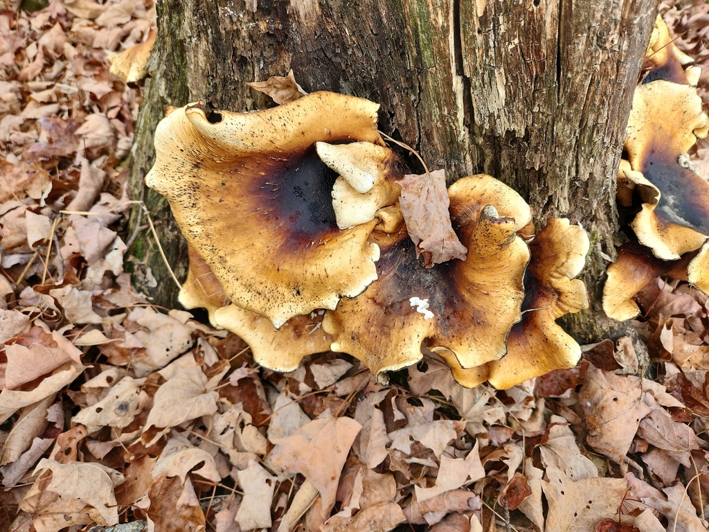 Bay Polypore from Peru on November 6, 2024 at 12:46 PM by Brandon ...