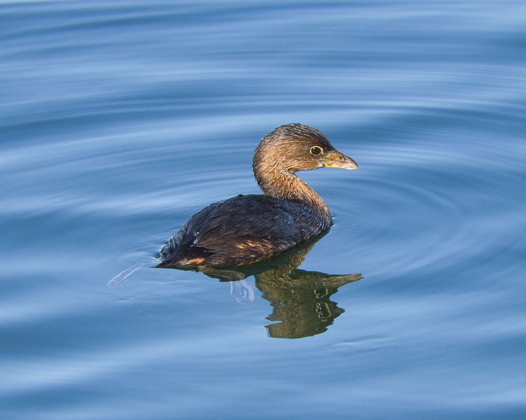 Pied-billed Grebe from Manhattan, New York, NY, USA on November 6, 2024 ...