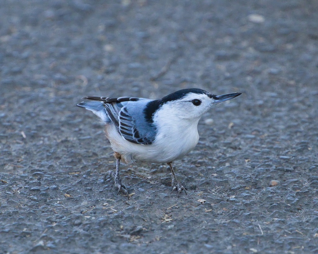 White-breasted Nuthatch from Manhattan, New York, NY, USA on November ...