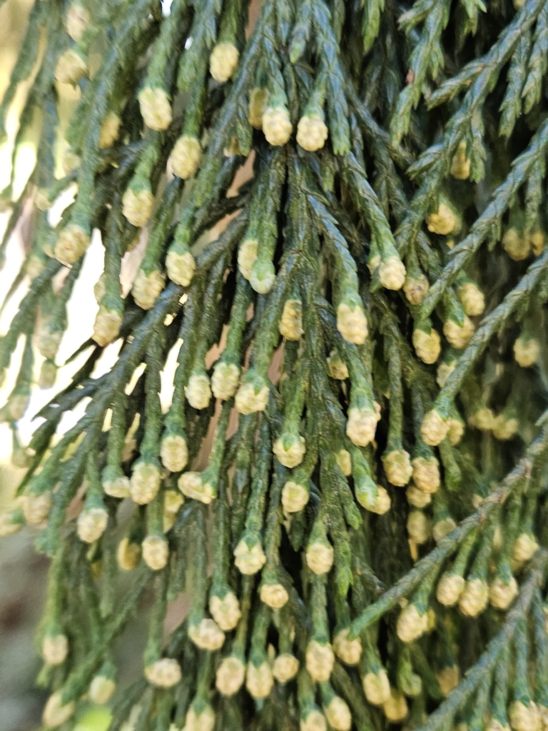 Alaska yellow cedar from Northeast, Gresham, OR, USA on November 6 ...