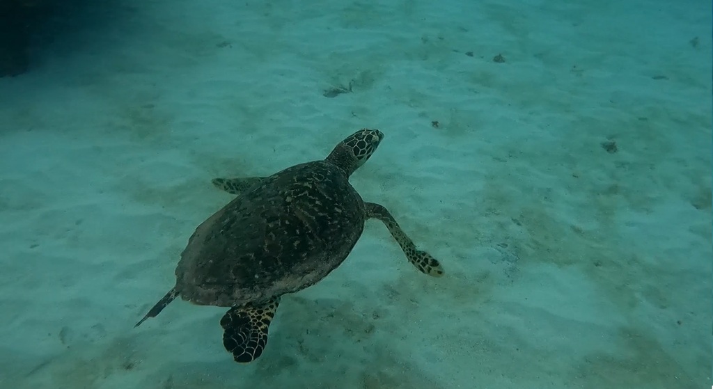 Hawksbill Sea Turtle in May 2024 by Cj Gargagliano. frame taken from ...