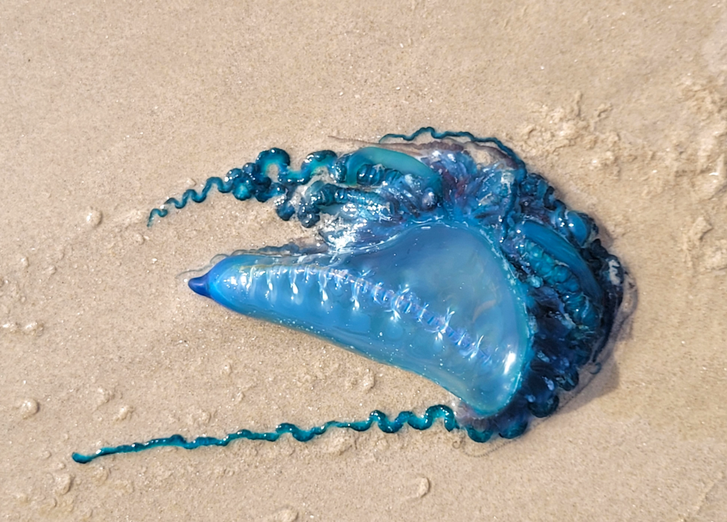 Portuguese Man o' War from Manalapan, FL, USA on November 6, 2024 at 12 ...