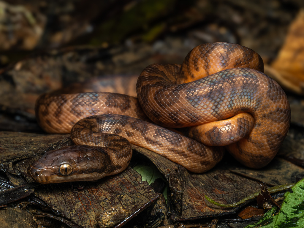 Puerto Rican Boa in November 2024 by J. Addesi · iNaturalist