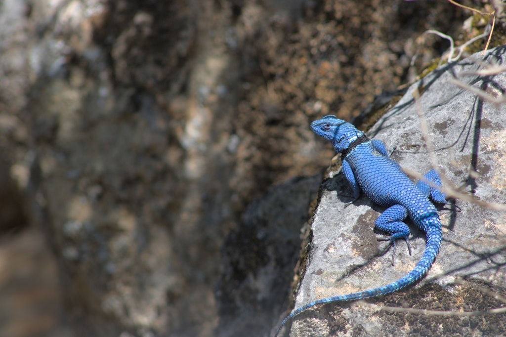 Minor Lizard from Gral Zaragoza, N.L., México on November 5, 2024 at 11 ...