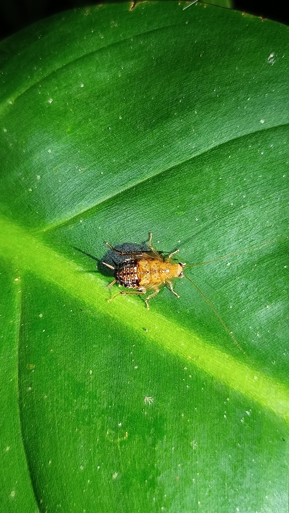 Giant and Wood Cockroaches from Buenaventura, Valle del Cauca, Colombia ...