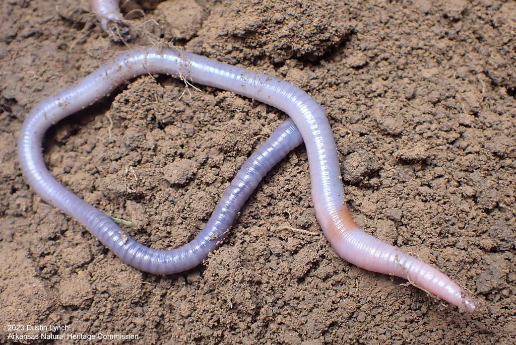 Diplocardia meansi in May 2023 by Dustin Lynch. Location obscured. ANHC ...