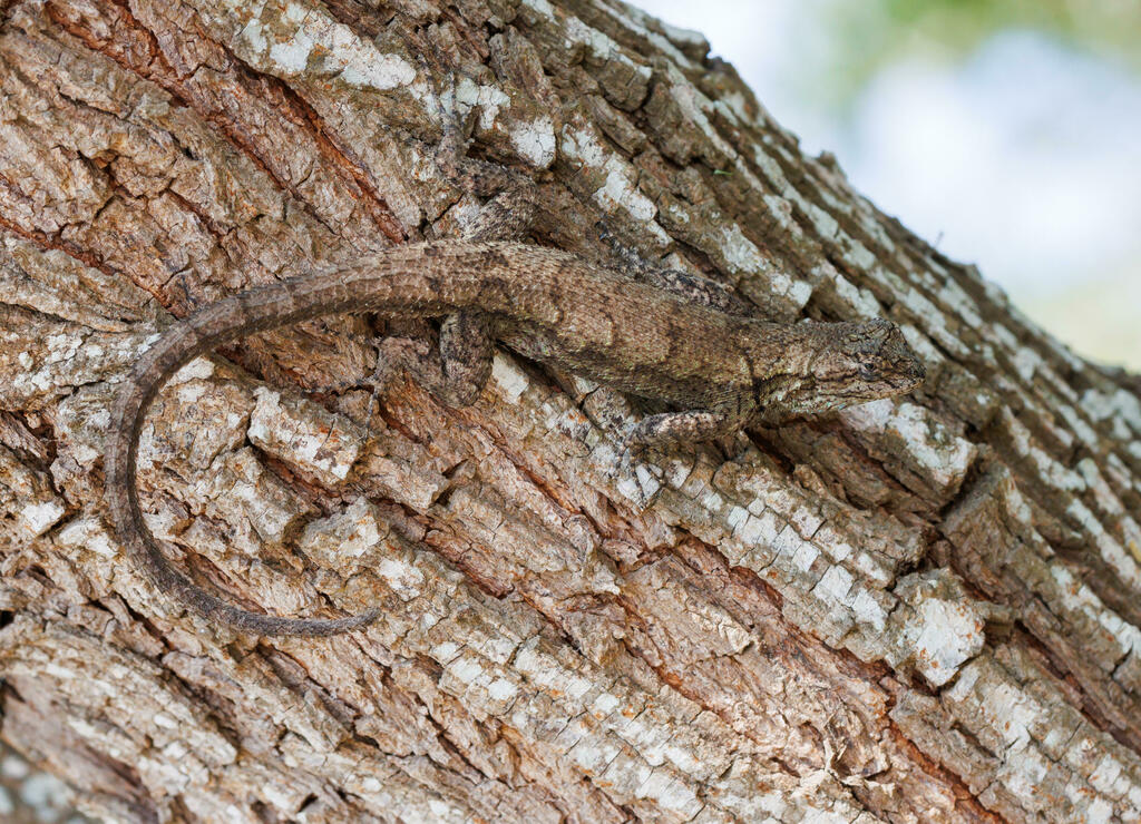 Graphic Spiny Lizard in October 2024 by Chris Rorabaugh · iNaturalist