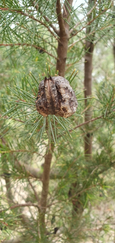 Pincushion trees from Forestville NSW 2087, Australia on November 7 ...