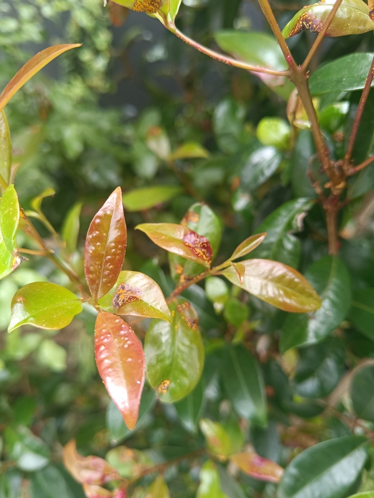 Myrtle Rust in November 2024 by Mark Ryan · iNaturalist
