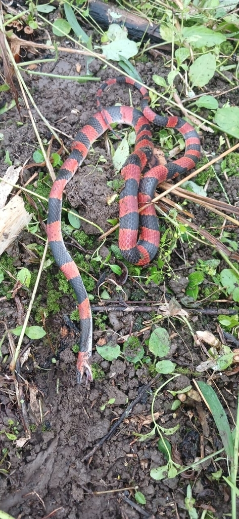 Forest Flame Snake from 7GF4+CG5, Las Brisas, Nicaragua on November 6 ...