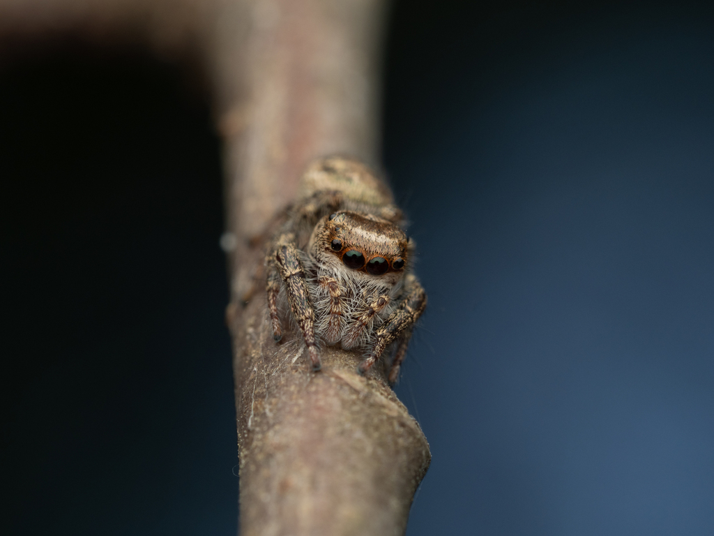 Bronze Jumping Spider from Tulsa, OK, USA on October 8, 2024 at 03:57 ...