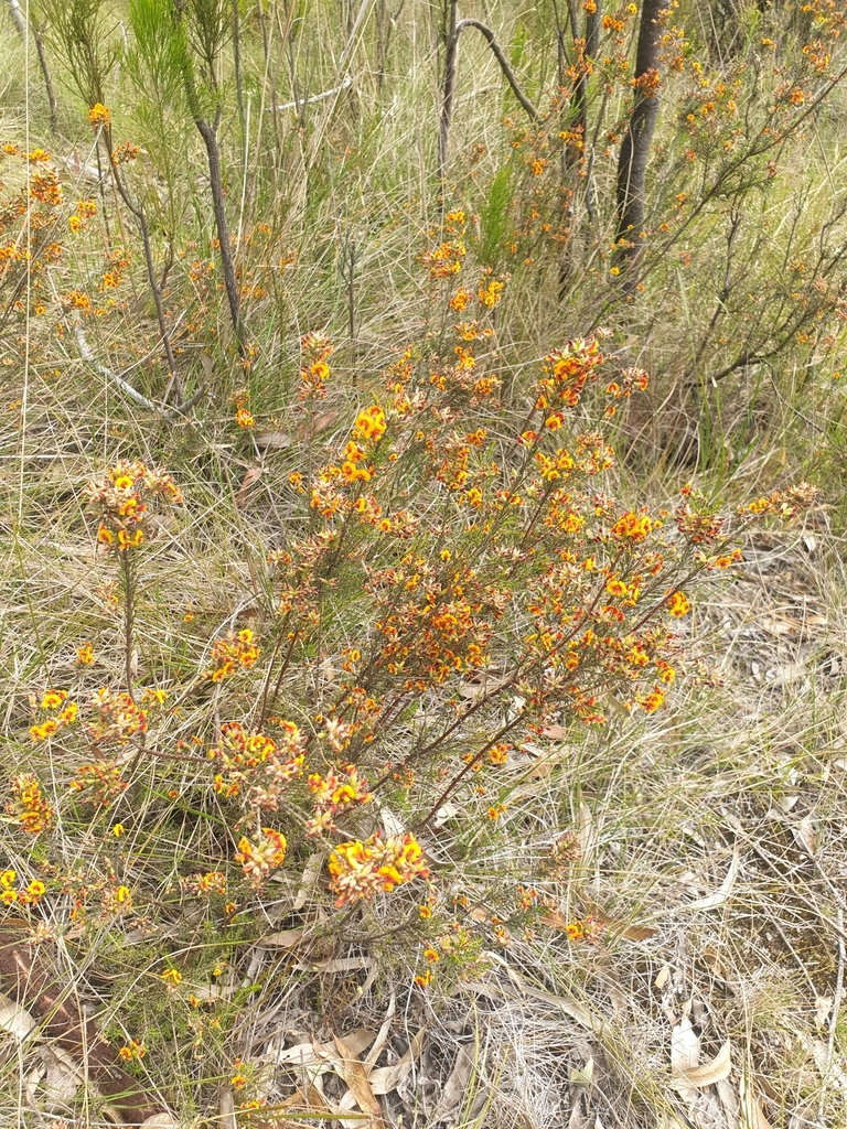 grey parrot pea from Hawkes Rd/Yea Rd, Humevale VIC 3757, Australia on ...