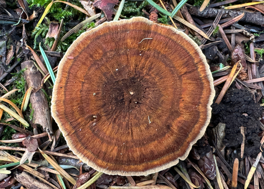 Brown Funnel Polypore from Island County, WA, USA on November 6, 2024 ...